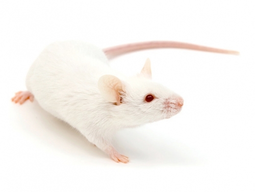 Mouse RFID Identification System - Home Cage Monitoring